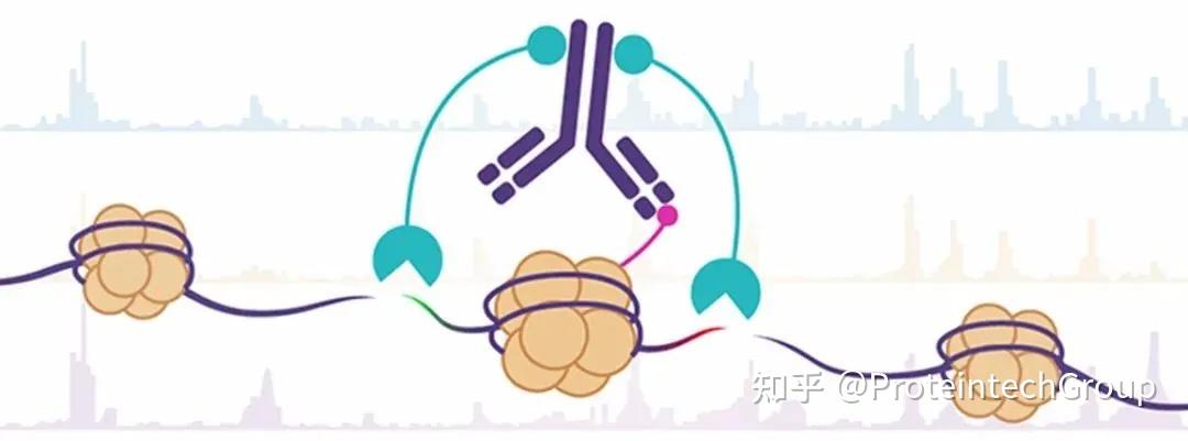 表观指南 | 对标ChIP-Seq？CUT&Tag的优势到底在哪里？ - 知乎