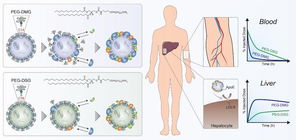 Bioconjugate Chem. | The Biomolecular Corona of Lipid Nanoparticles for Gene Therapy - 知乎