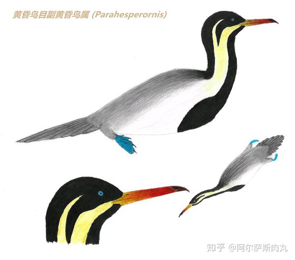 「Legend of Cretaceous丨白垩传 5」寻禽记（上）：在水之滨 - 知乎