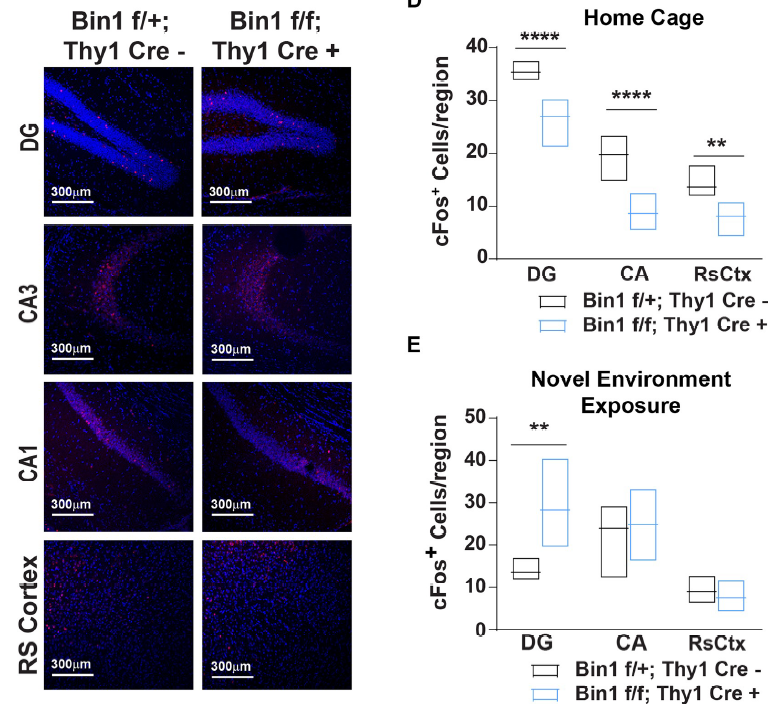 锥体神经元研究利器—Thy1-Cre鼠实验服务 - 知乎