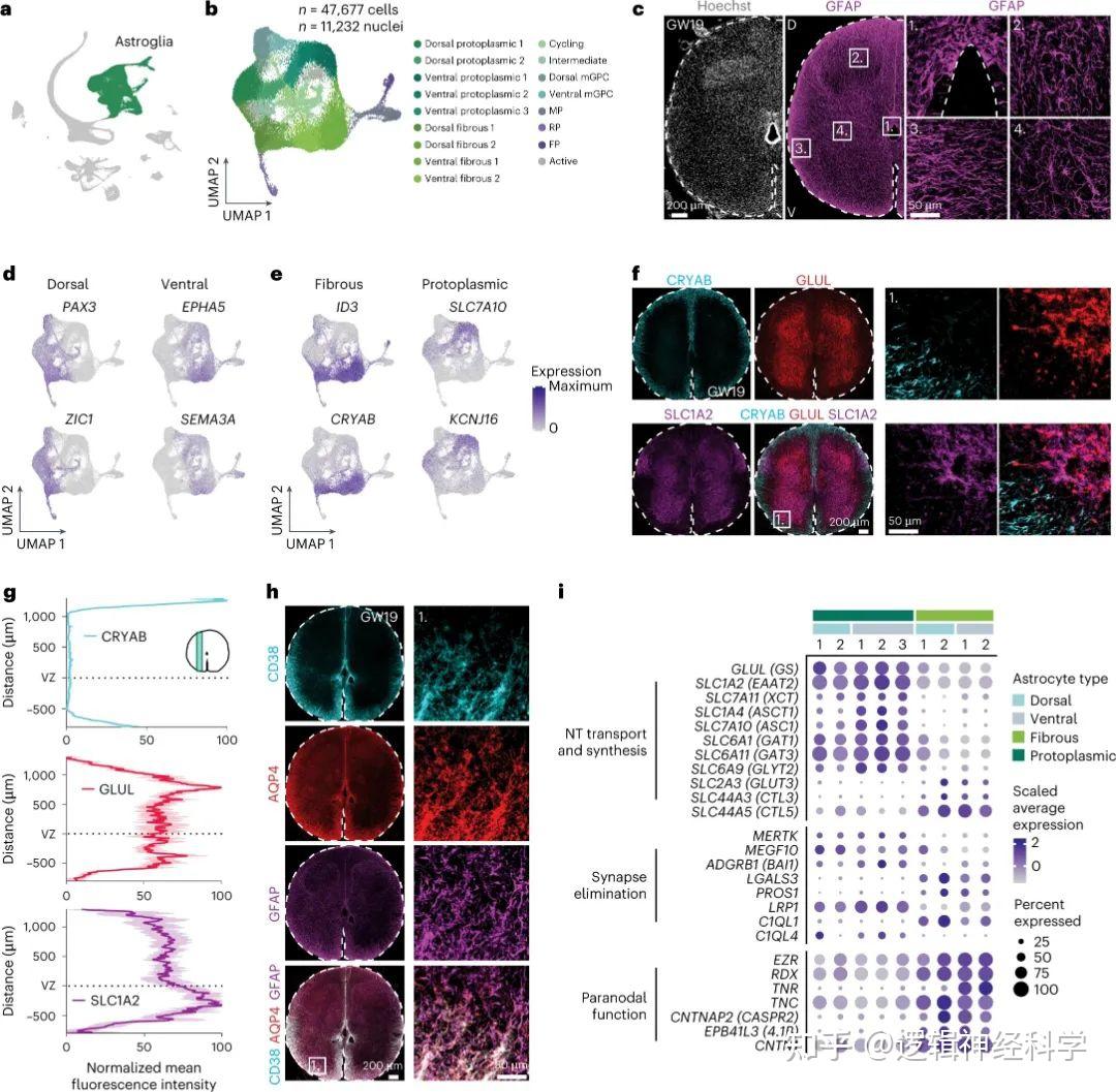 Nat Neurosci︱斯坦福大学科研团队报道：发育中的人类脊髓的单细胞转录组学景观 - 知乎