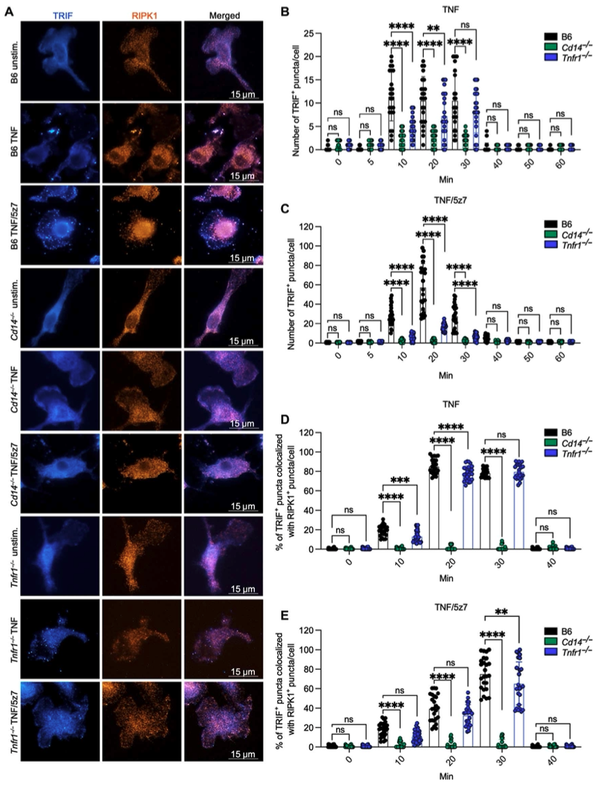 Science新子刊丨TRIFosome丨TNF 通过中性粒细胞和巨噬细胞的TRIF/CD14通路诱导死亡 - 知乎