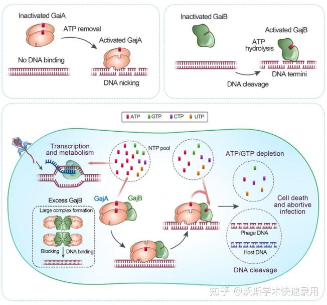 Cell子刊 | 华中科技大学首次揭示Gabija免疫机制 - 知乎