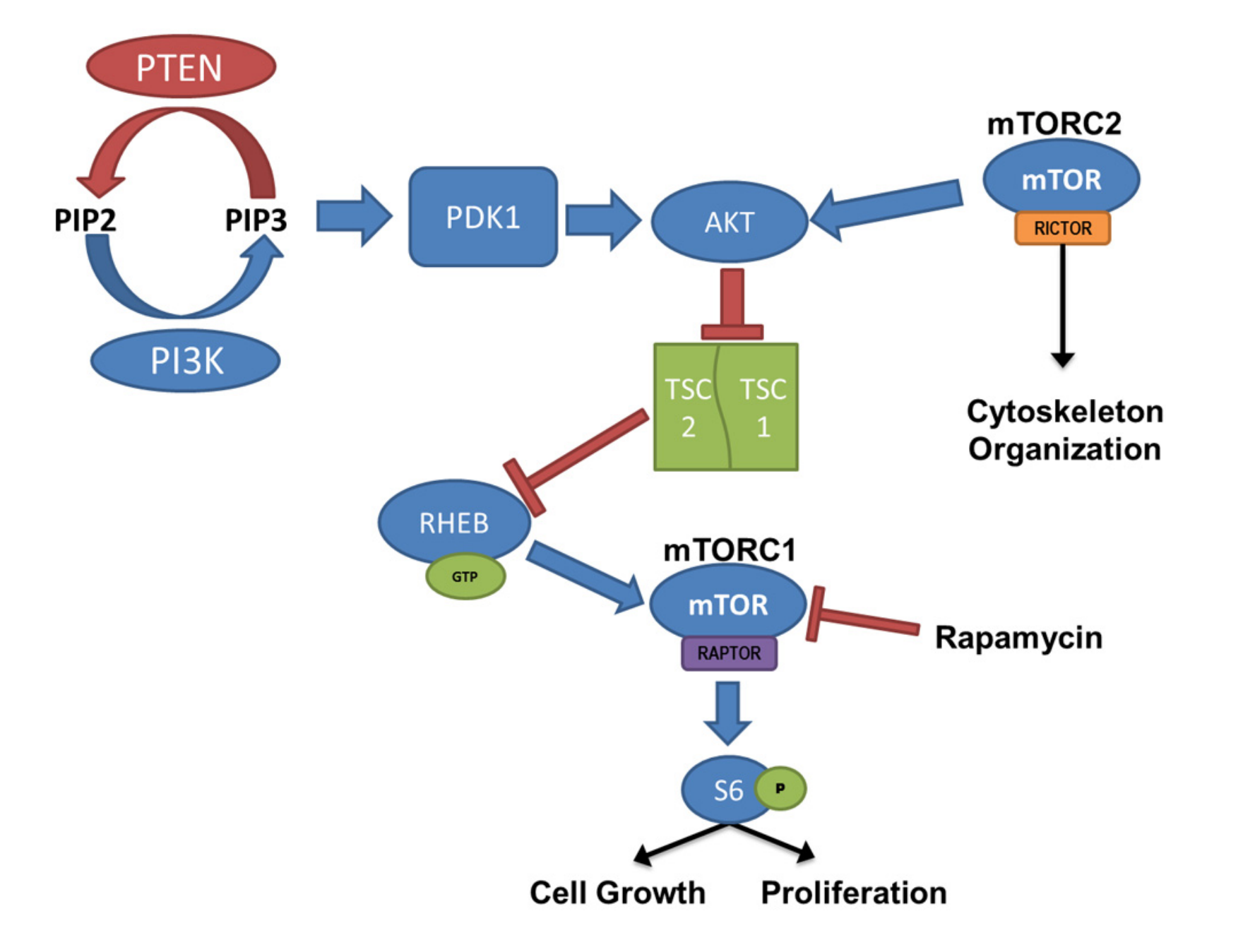 雷帕霉素(2)促癌：抑制mTOR反而促癌，是癌胞阴险还是神药无能？ - 知乎