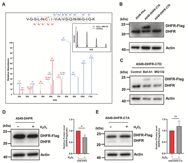 CDD丨二氢叶酸还原酶的氧化降解增加了 CD38 介导的铁死亡易感性 - 知乎