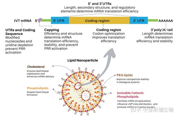 一文带你全面了解IVT mRNA，一颗冉冉升起的医学新星！ - 知乎