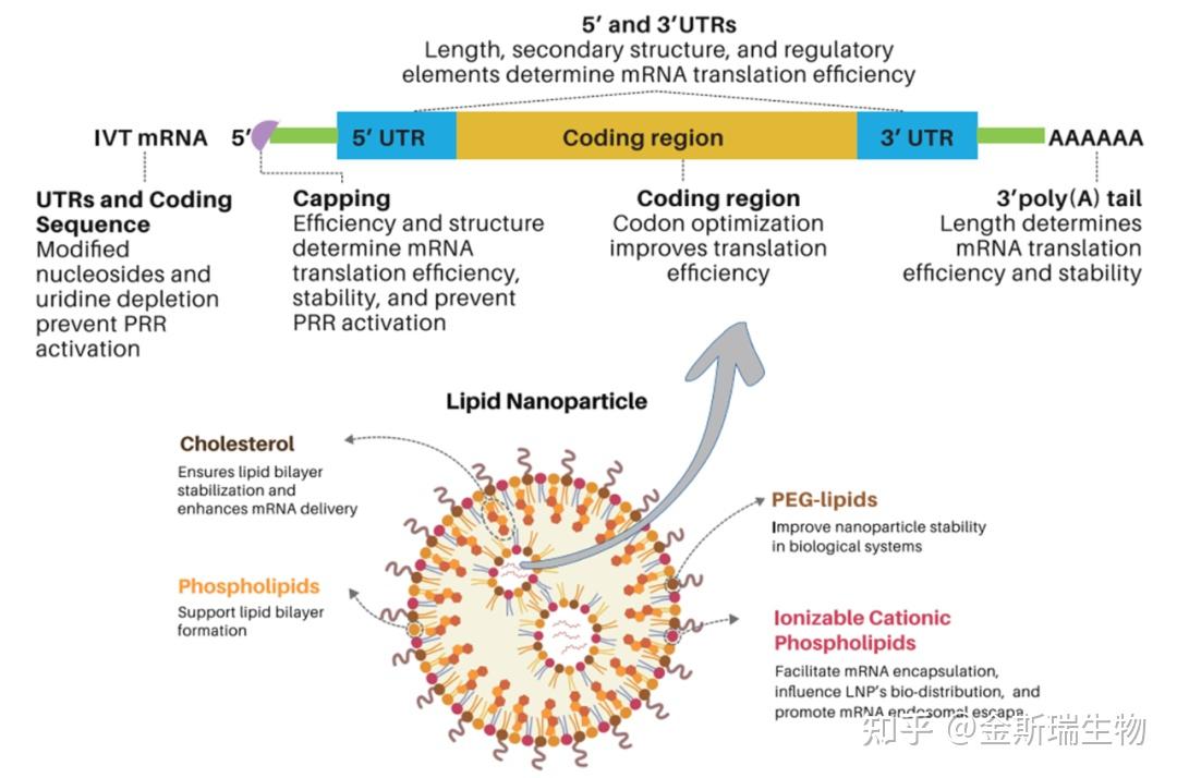 一文带你全面了解IVT mRNA，一颗冉冉升起的医学新星！ - 知乎