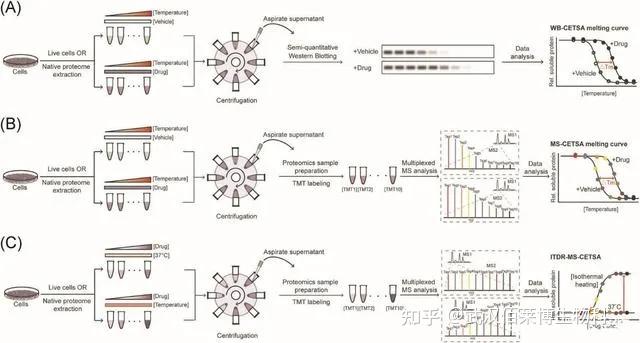 细胞热迁移技术(cell thermal shift assay, CETSA)鉴定蛋白与化合物结合 - 知乎