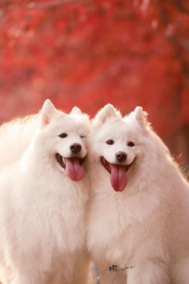 秋天的萨摩耶 - 知乎