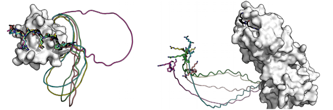 Nat.Commun | 应用AlphaFold2进行多肽-蛋白质对接 - 知乎