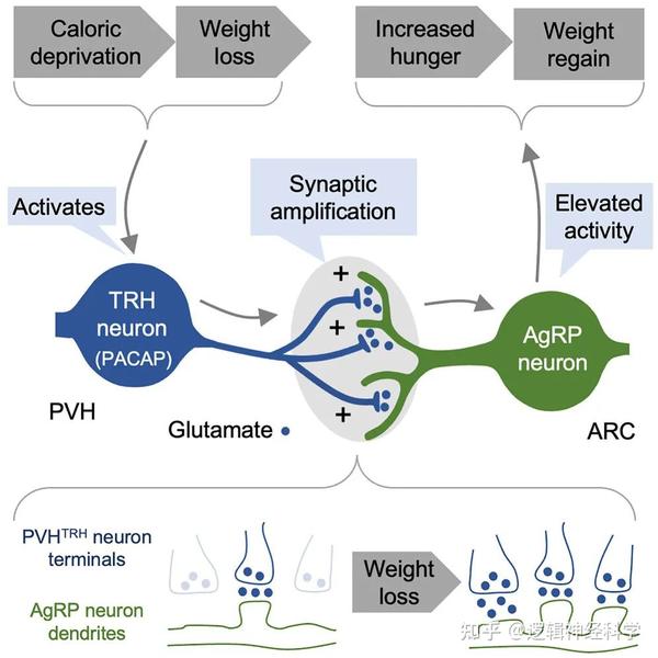 Cell Metab︱科学家找到节食减肥体重反弹的原因？下丘脑中增强饥饿的突触机制 - 知乎