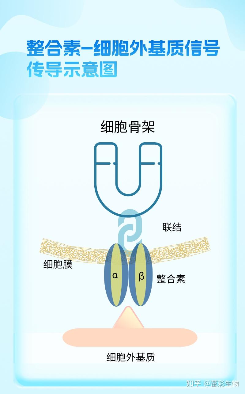 茁彩生物ㅣ黏附分子---整合素α2β（ITGα2β） - 知乎