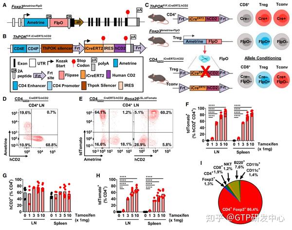 技术分享：谱系示踪CD4+常规T细胞的小鼠模型构建 - 知乎