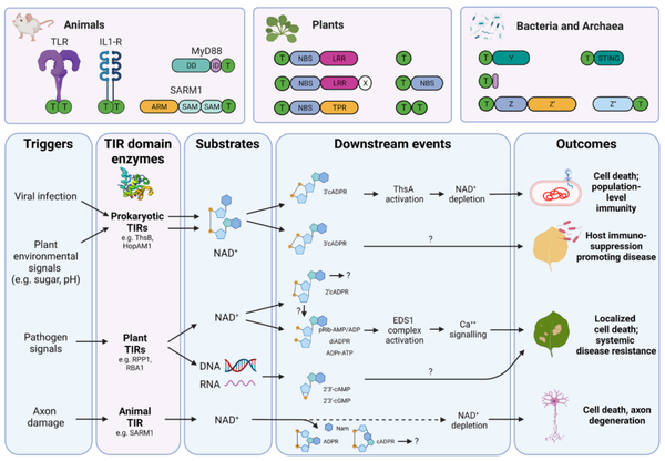 两篇Science！柴继杰/常俊标等合作解析跨越生命之树的TIR防御，填补植物免疫受体研究空白 - 知乎