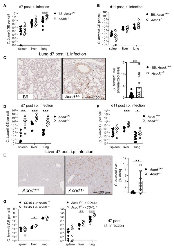 EMBO Mol Med丨14分丨巨噬细胞通过 ACOD1-衣康酸途径抑制伯氏柯克斯体以遏制 Q 热 - 知乎