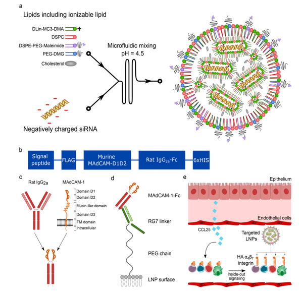 脂质纳米颗粒(LNPs)肝外递送RNA药物的三大策略 - 知乎