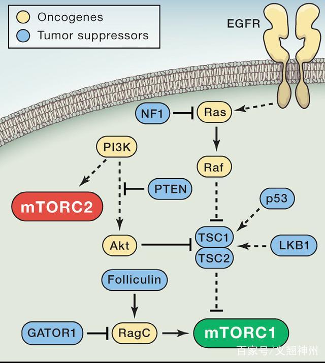 mTOR相关肿瘤治疗思路 - 知乎
