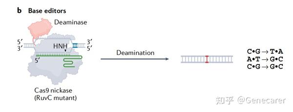 精确和高适用性基因编辑方法 Prime Editor综述介绍（1） - 知乎