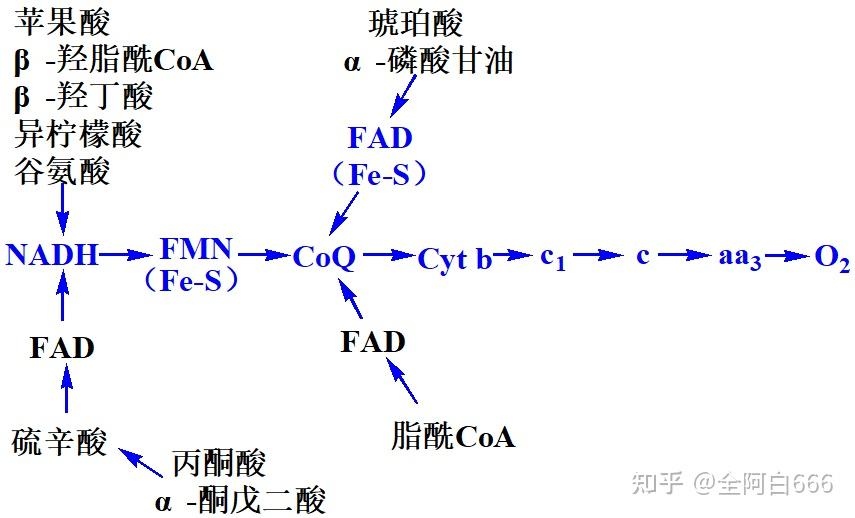 氧化磷酸化 知乎