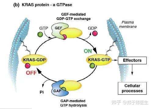 继免疫之后的下一个风口：KRAS抑制剂？ - 知乎