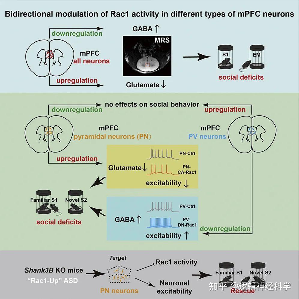 Cell Rep︱李斐/李伟广/张孝勇/梅兵团队合作提出基于突触细胞生物学特征的自闭症社交障碍分型标准 - 知乎
