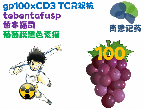 记住所有FDA生物药 | gp100×CD3 TCR双抗 | Tebentafusp 替本福司 | 葡萄膜黑色素瘤 - 知乎