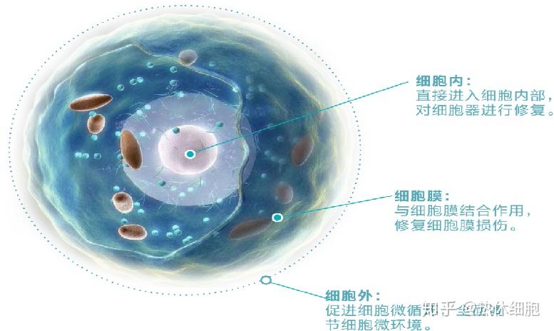 科普丨什么是间充质干细胞外泌体？ - 知乎