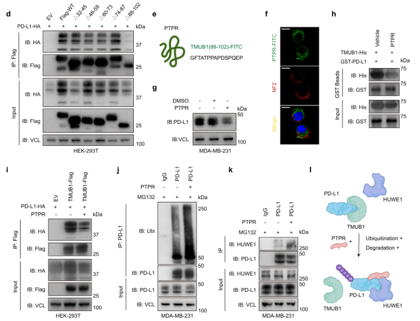 鹰谷靶点 | 动物实验疗效显著，TMUB1可能成为PD-L1通路的潜在免疫治疗新靶点 | Nature子刊 - 知乎