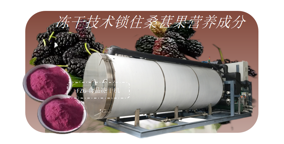 冻干机在桑葚果冻干产品开发加工应用 知乎 4917