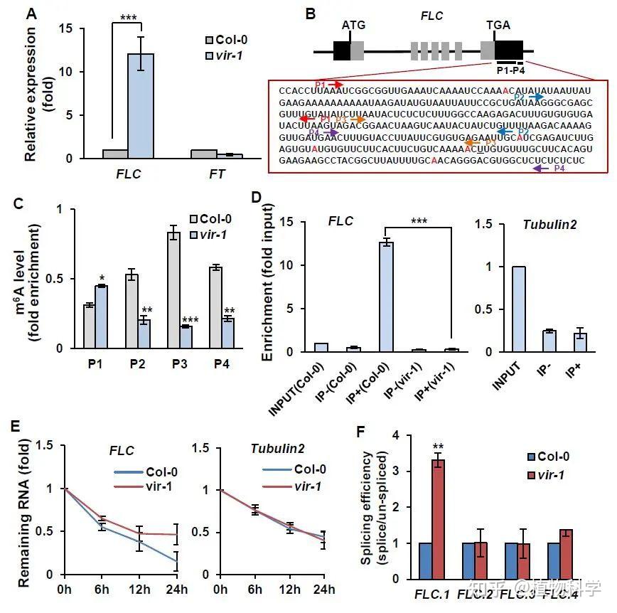 Mol Plant｜韩国全南大学揭示FLK调控FLC表达水平的分子机制 - 知乎