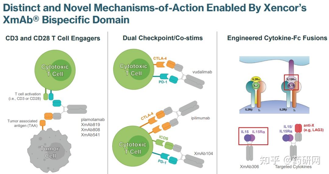Fc工程化：Xencor的双抗技术梳理 - 知乎