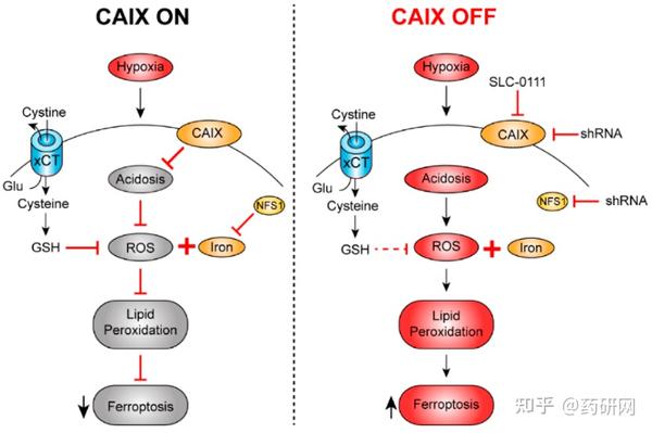 CA9(CAIX): 缺氧实体瘤中的高表达靶点 - 知乎