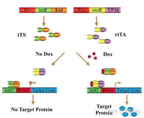 四环素诱导系统—稳定开合基因 - 知乎