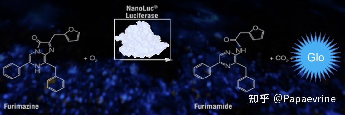 荧光素酶 - 知乎
