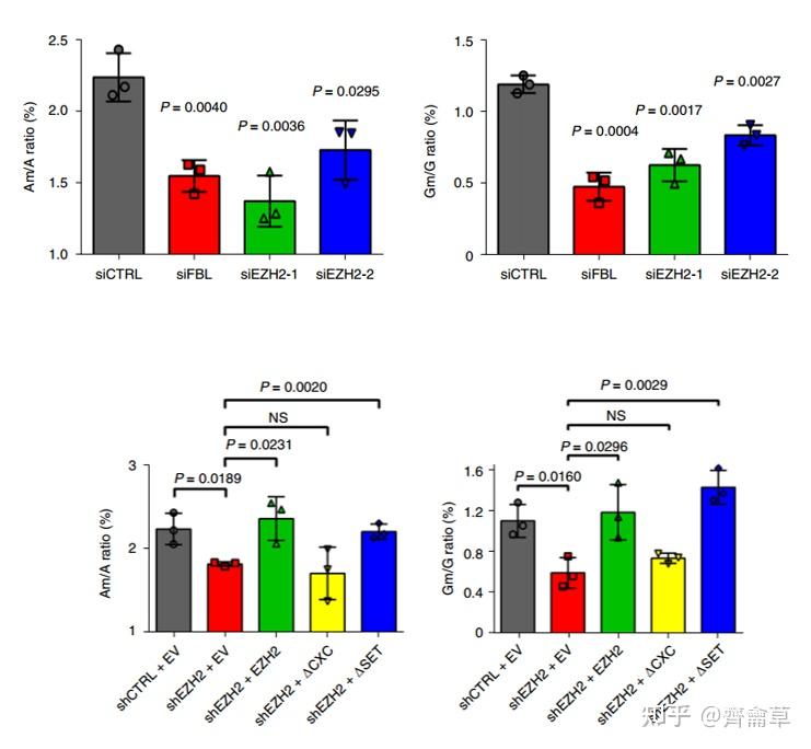 EZH2在rRNA 2′-O甲基化和IRES-dependent翻译中的PRC2-independent调节功能 - 知乎