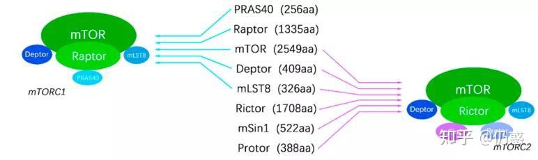 mTOR抑制剂的研究进展 - 知乎