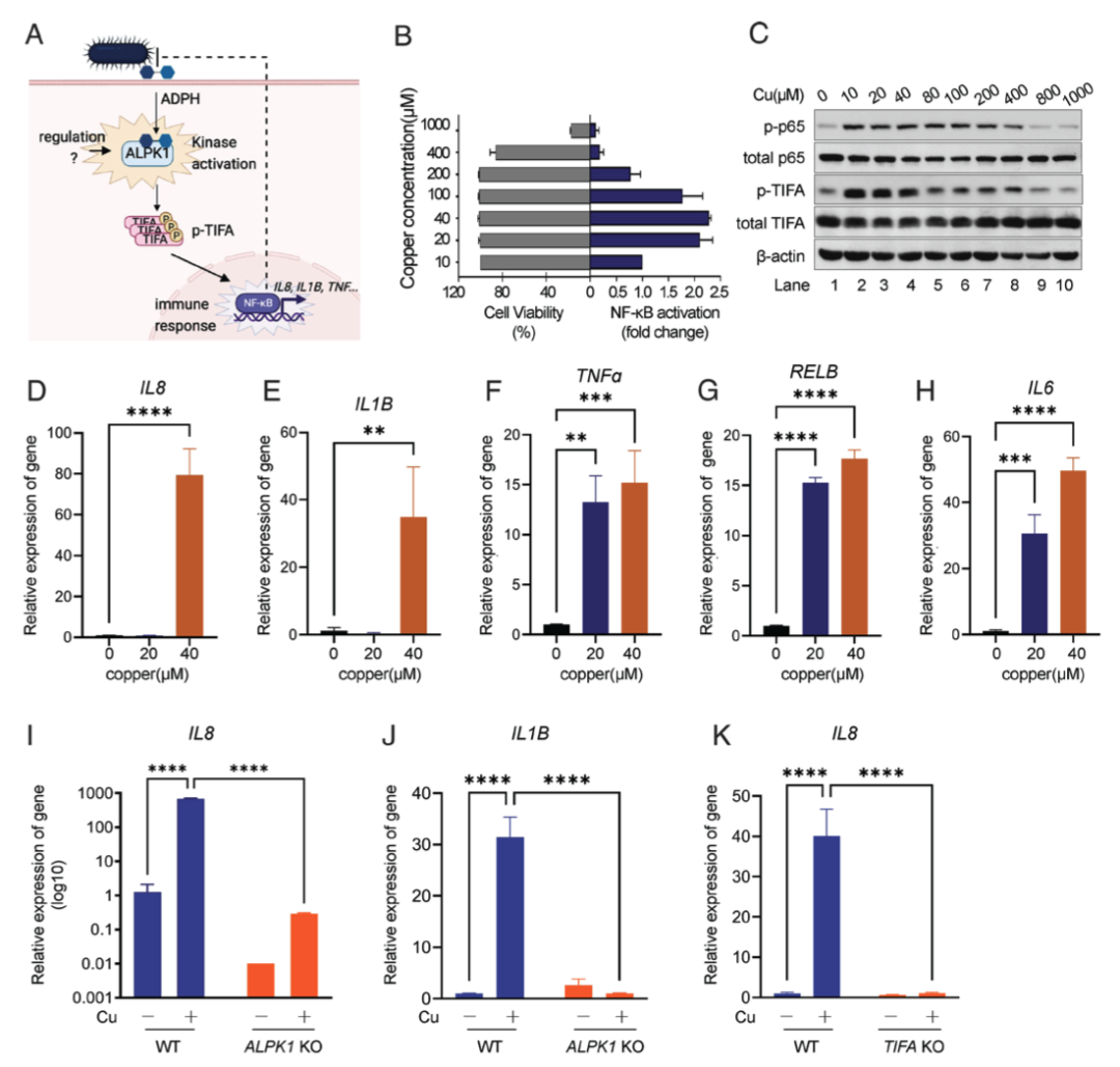 PNAS丨铜通过激活 ALPK1 激酶调节宿主对细菌感染的先天性免疫反应 - 知乎