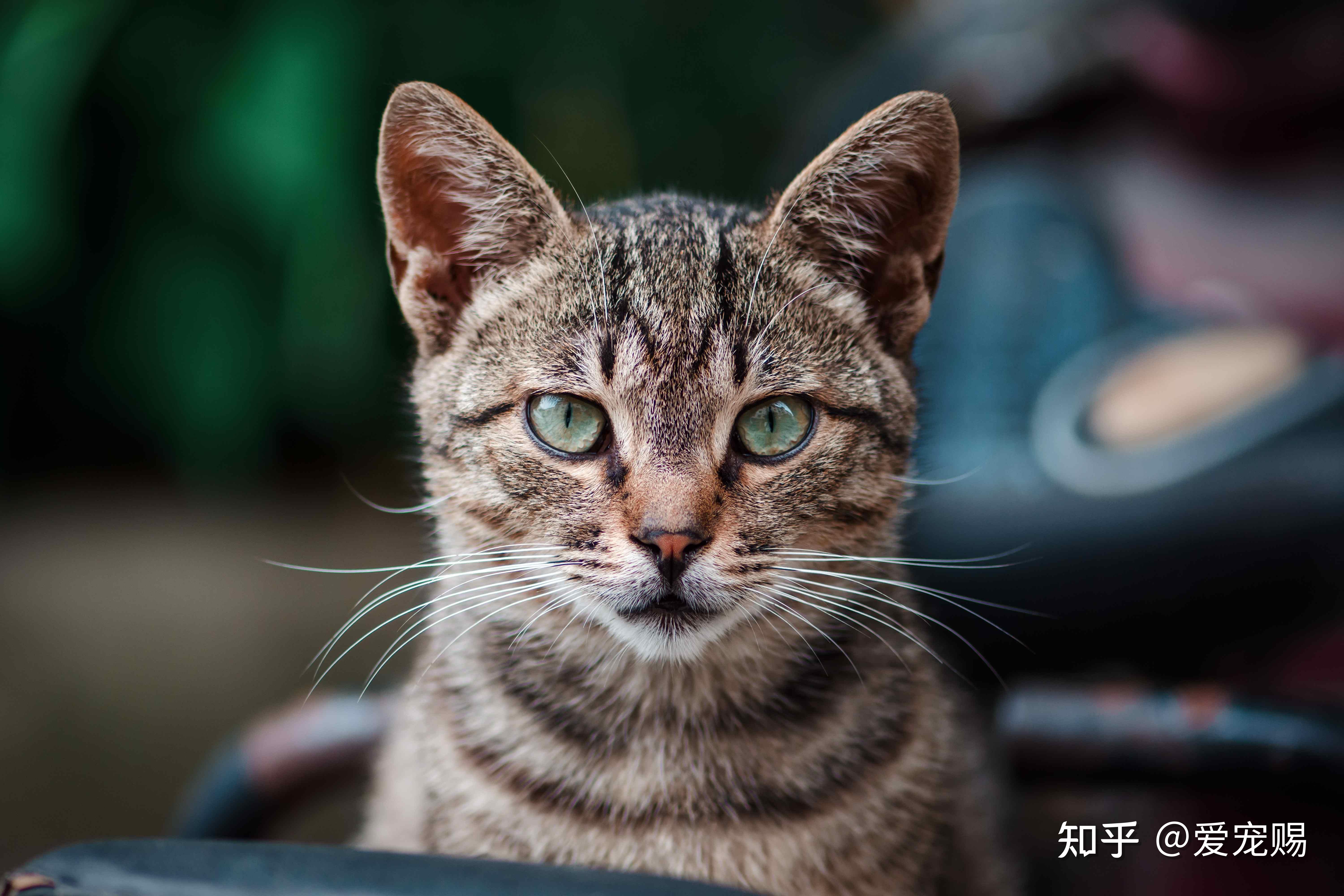中国狸花猫 - 知乎