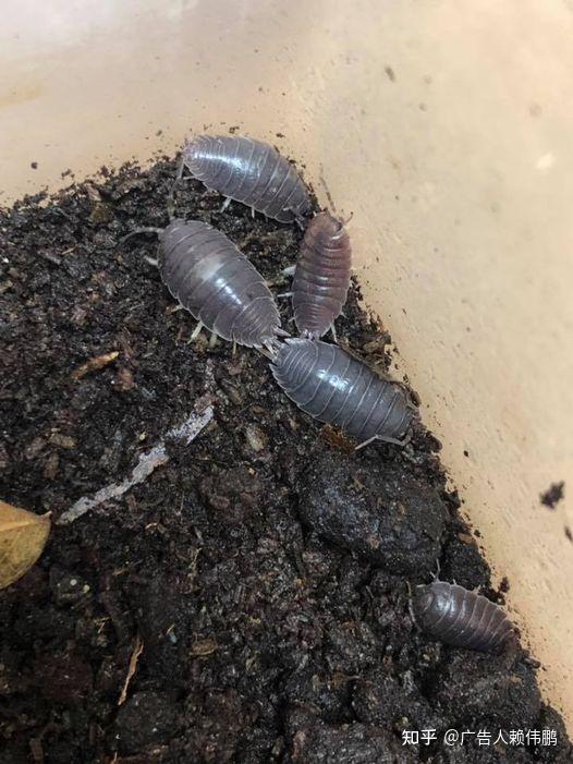 原生态之美 Porcellio属 😆鼠妇美图鉴 - 知乎