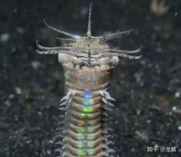 海缸里这条虫也太太太太......太大了！ - 知乎