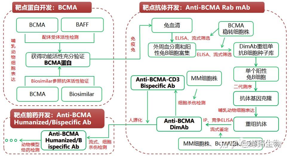 肿瘤免疫靶点｜BCMA（2） - 知乎