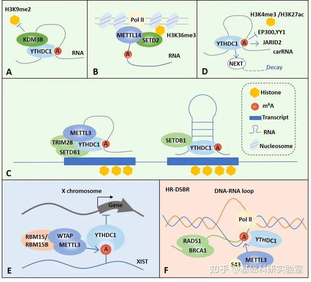 最新综述！m6A修饰调控机制总结【值得收藏】 - 知乎