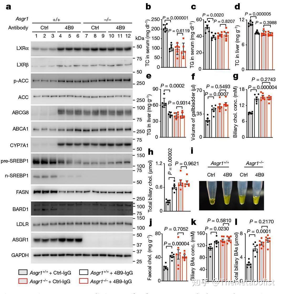 代谢学人--Nature: 驱逐胆固醇，Asgr1有奇效！ - 知乎