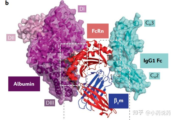带你了解新生儿Fc受体（FcRn） - 知乎