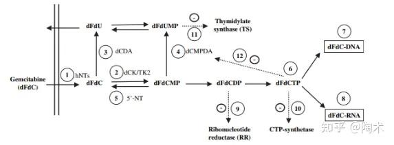 DNA 合成抑制剂——吉西他滨（Gemcitabine）【TargetMol】 - 知乎