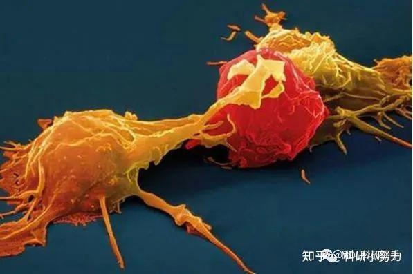 知识科普｜免疫细胞—CIK细胞和NK细胞，那一个更重要？ - 知乎