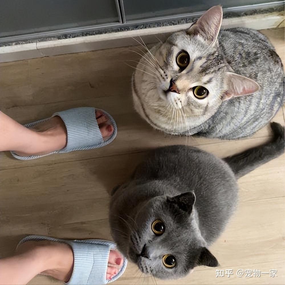 一目了然，猫咪“绝育”的好处和坏处，看完再决定也不迟 - 知乎