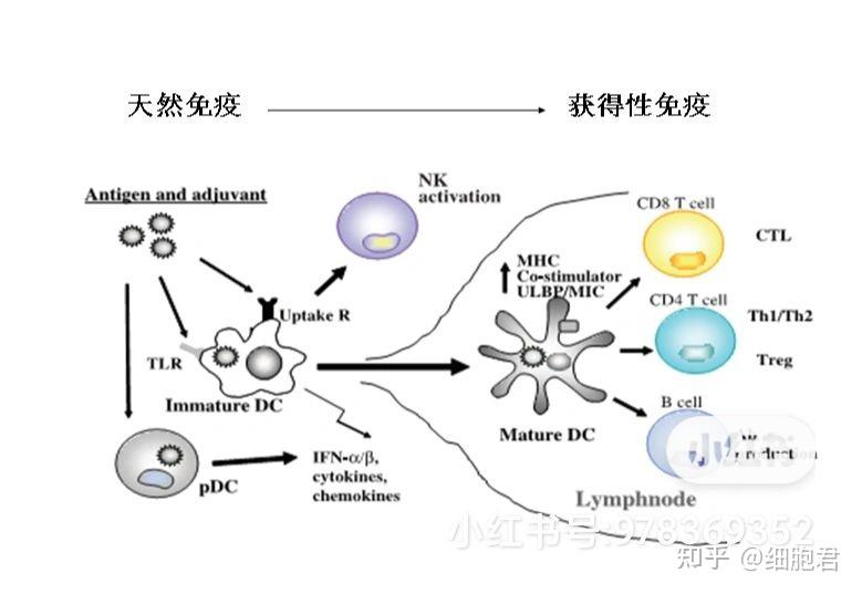 免疫细胞TLR-DC-T治疗恶性实体肿瘤 - 知乎