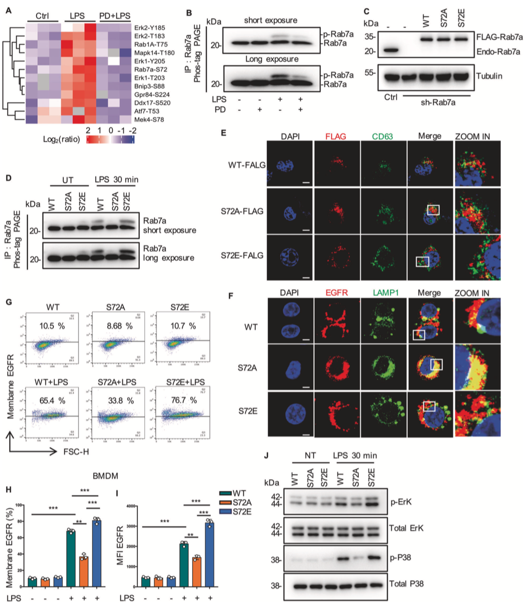 CDD丨EGFR 和 Rab GTPases 协调 EGFR 运输以调节脓毒症中的巨噬细胞活化 - 知乎