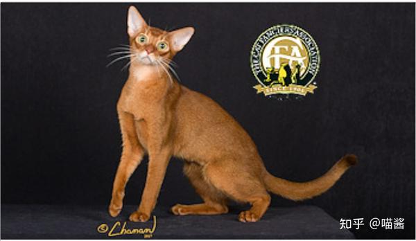 2022年CFA认证45种品种猫合集 - 知乎